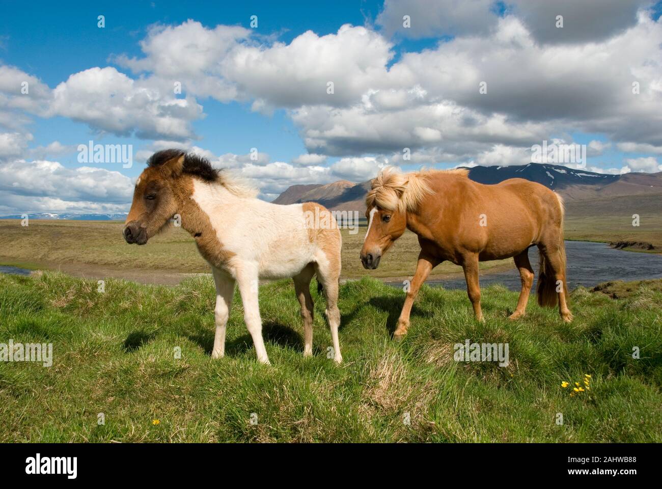 Islandpony hi-res stock photography and images - Alamy