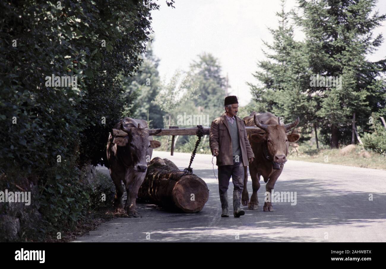 16th August 1993 During the Siege of Sarajevo: a Bosnian-Serb farmer ...