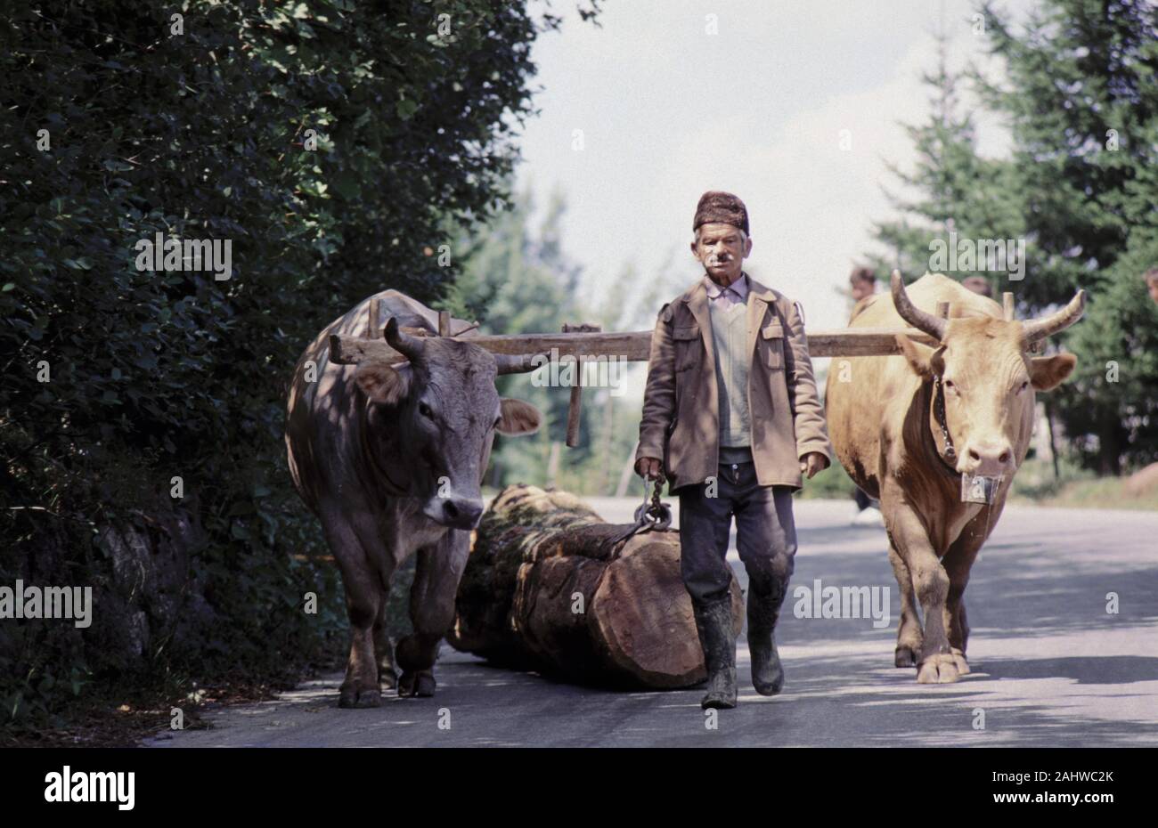 16th August 1993 During the Siege of Sarajevo: a Bosnian-Serb farmer ...