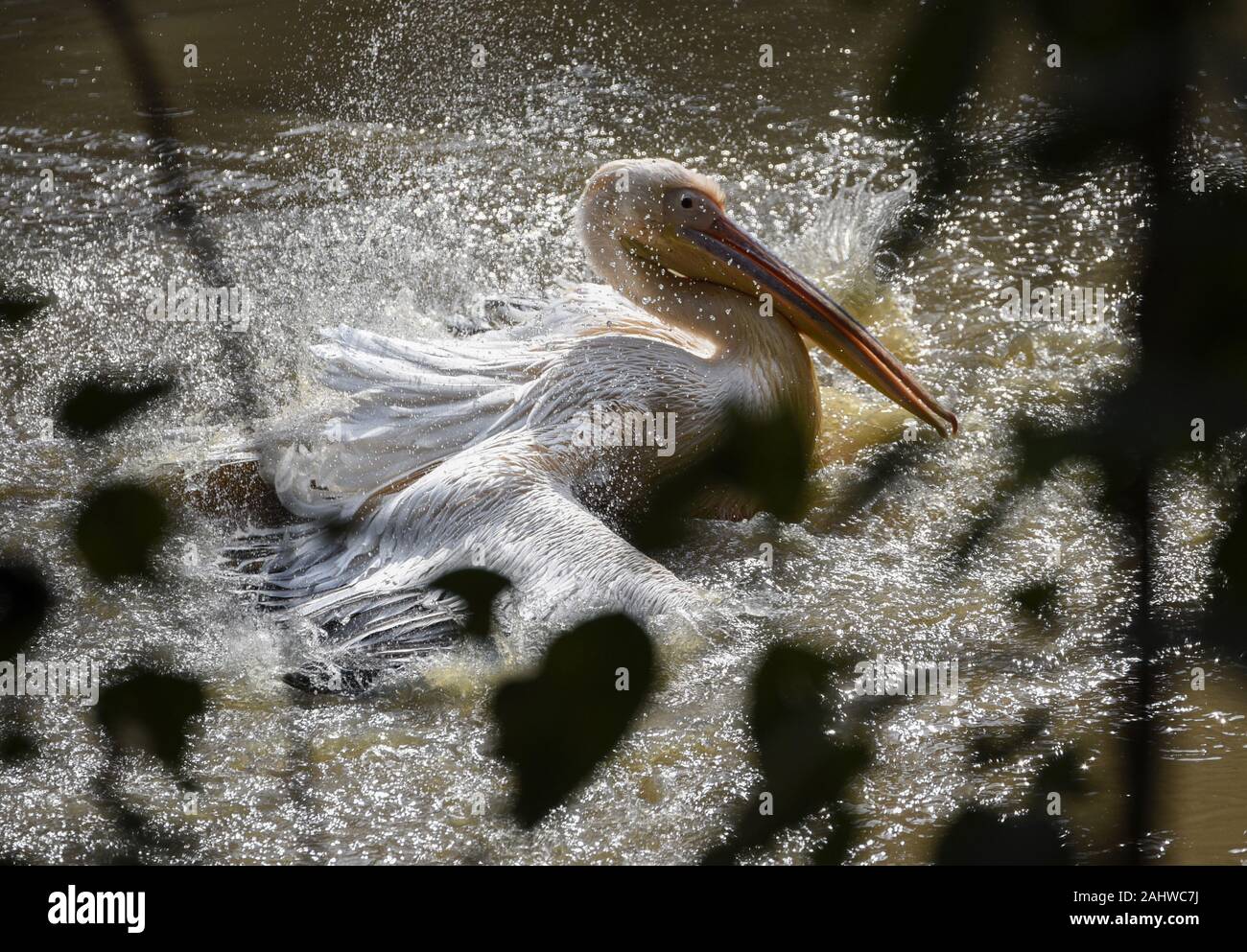 State bird of assam hi-res stock photography and images - Alamy