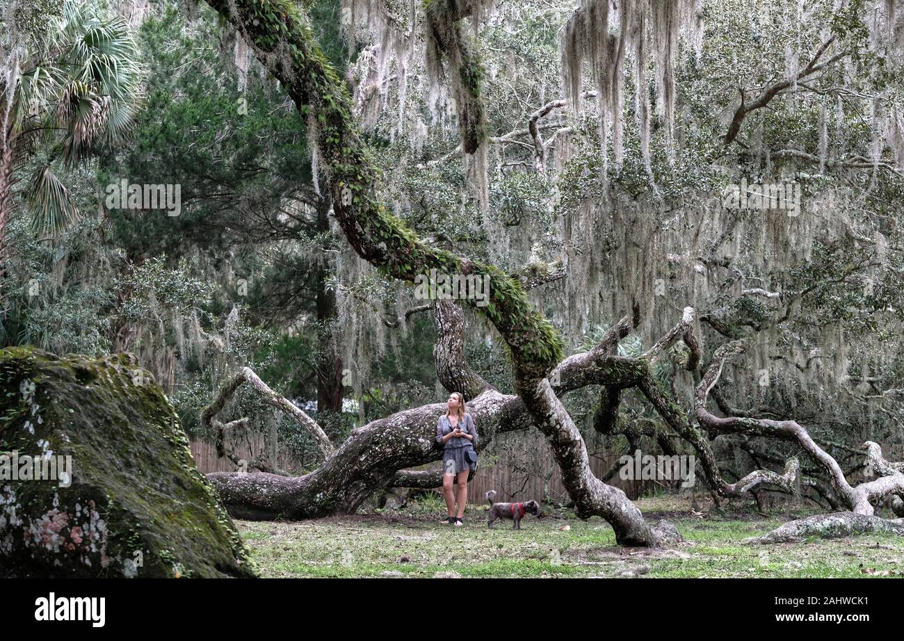 Bulow Creek State Park in Florida Stock Photo - Alamy