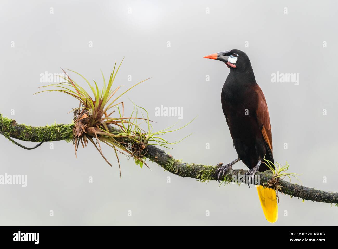 Montezuma oropendola hi-res stock photography and images - Alamy