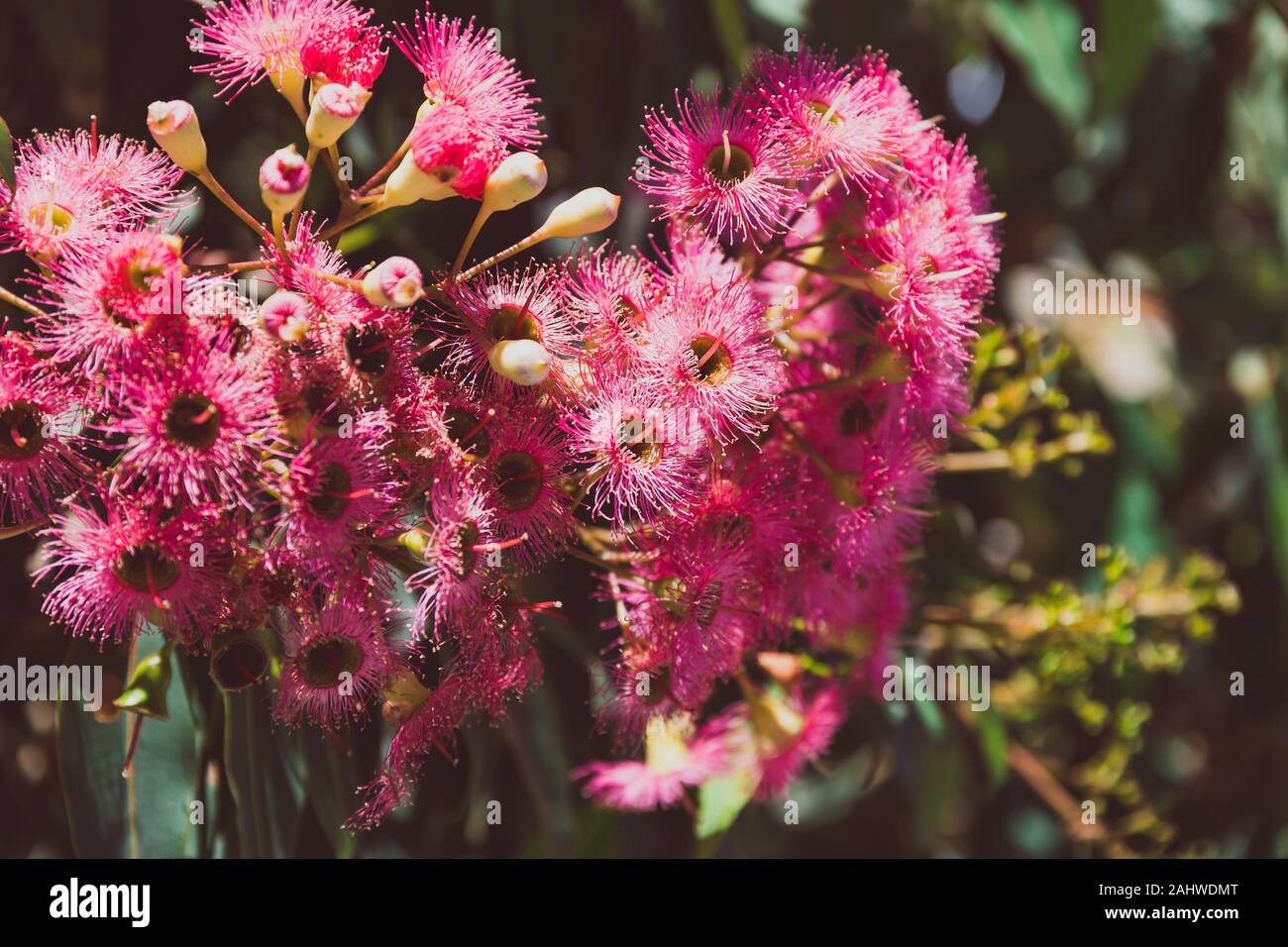 bright pink gum tree flowers shot at shallow depth of field under ...
