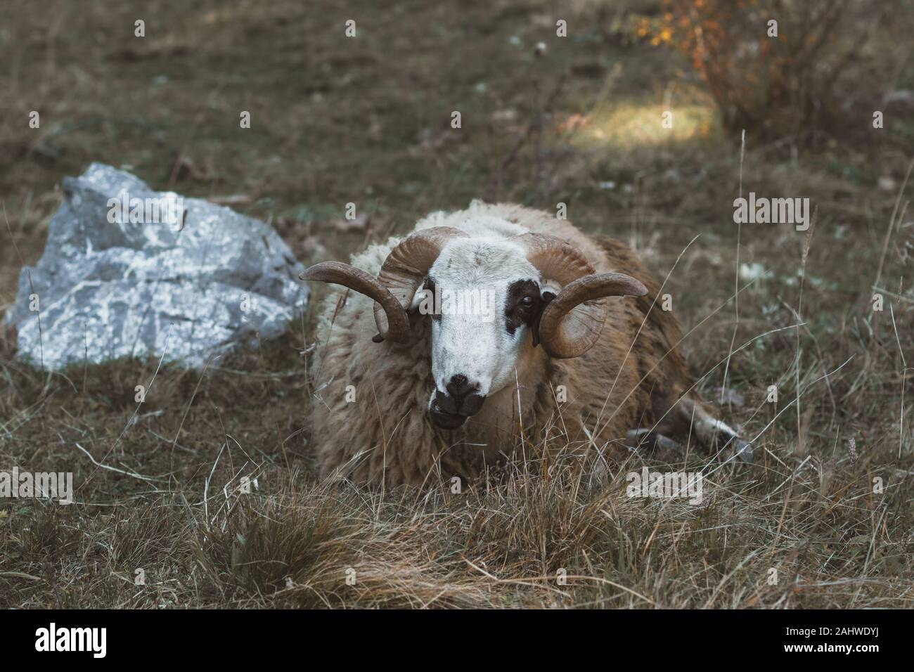 portrait of resting ram with circle horns laying on wild field and ...