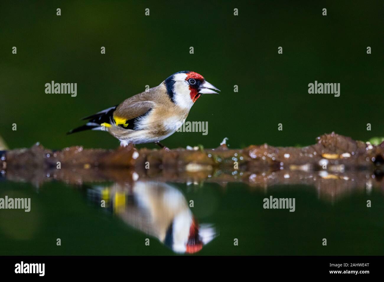 New world goldfinch hi-res stock photography and images - Alamy