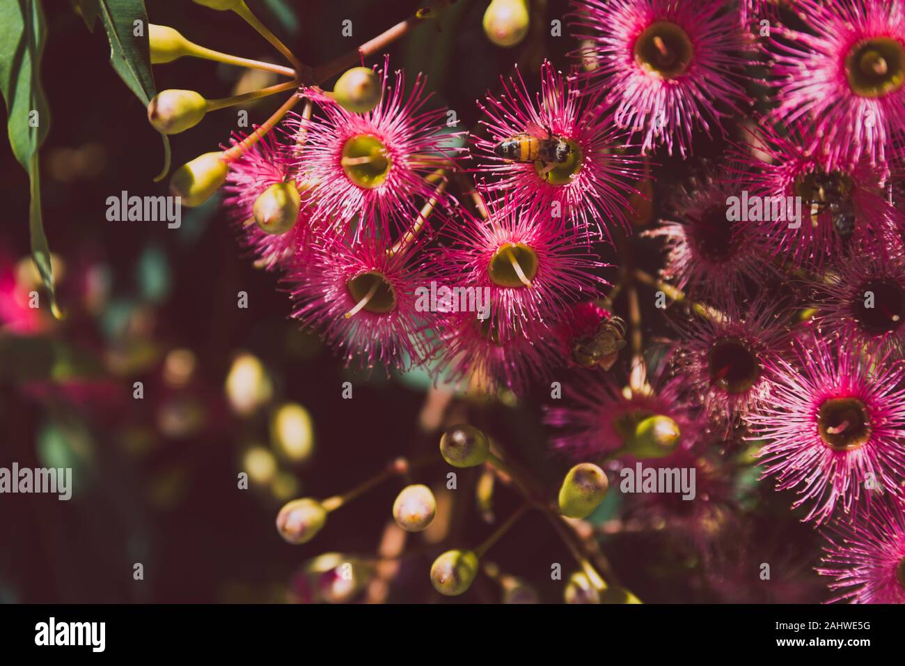 bright pink gum tree flowers with bees shot at shallow depth of field ...