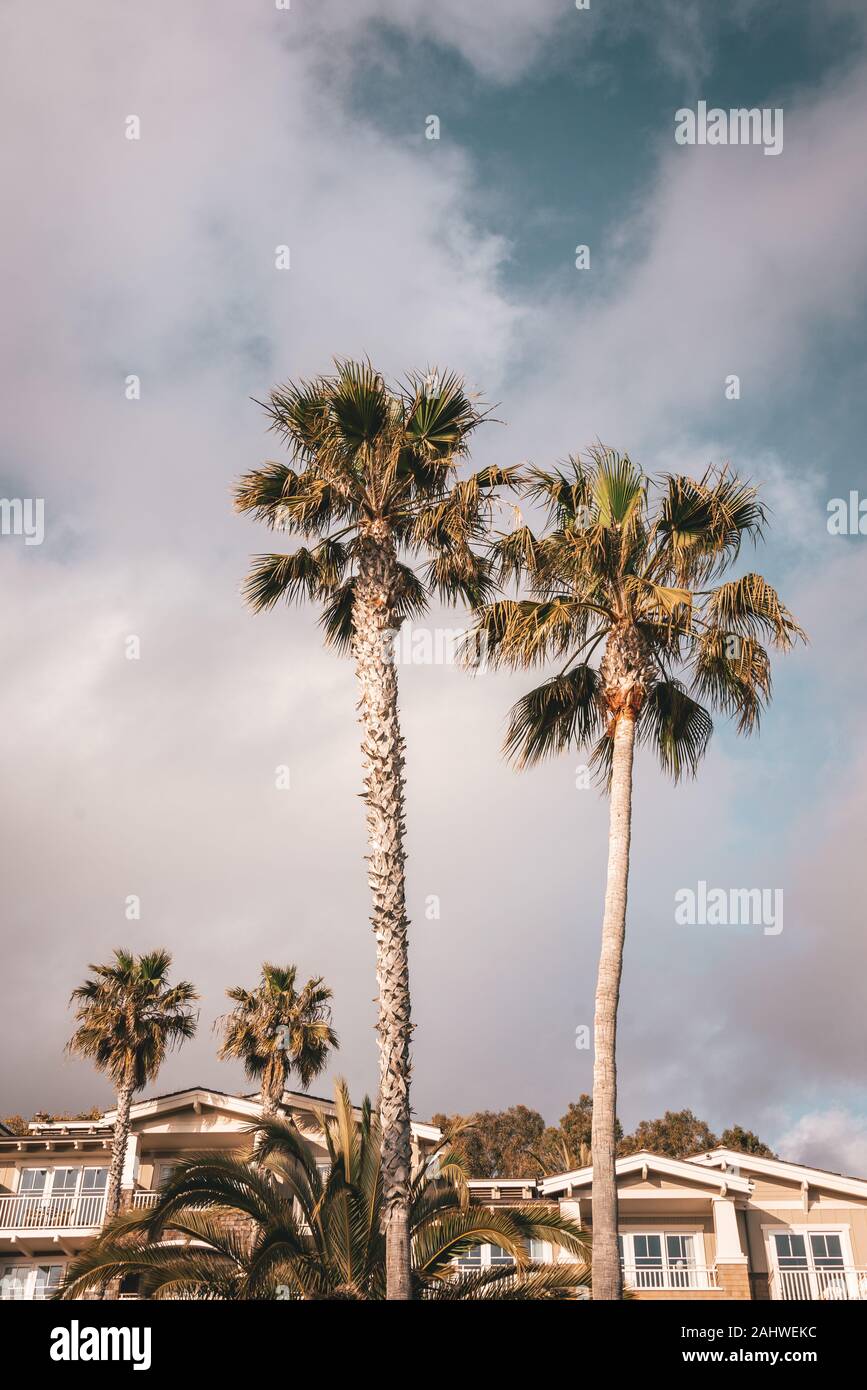 Palm trees in Laguna Beach, California Stock Photo - Alamy