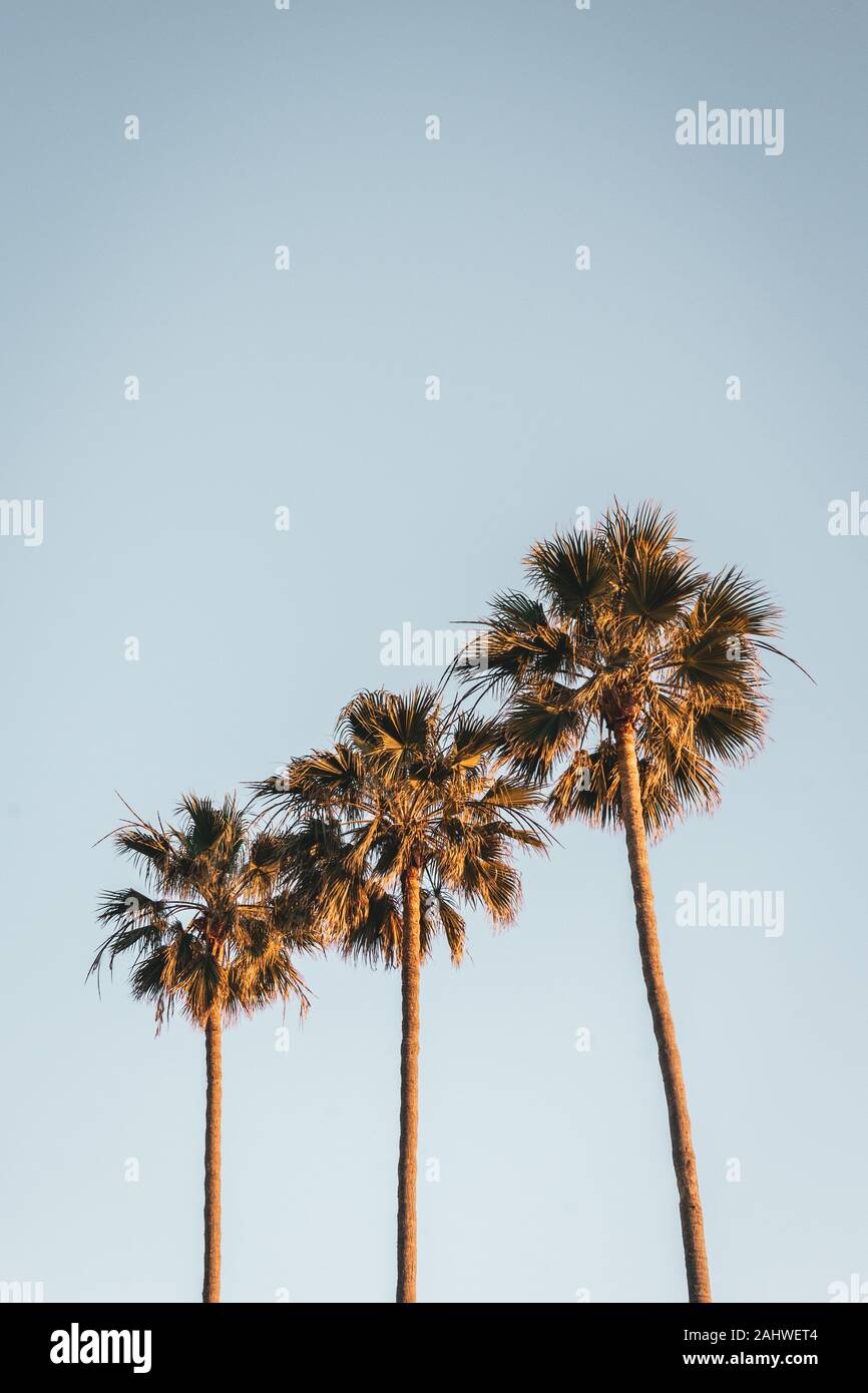 Palm trees in Dana Point, California Stock Photo - Alamy