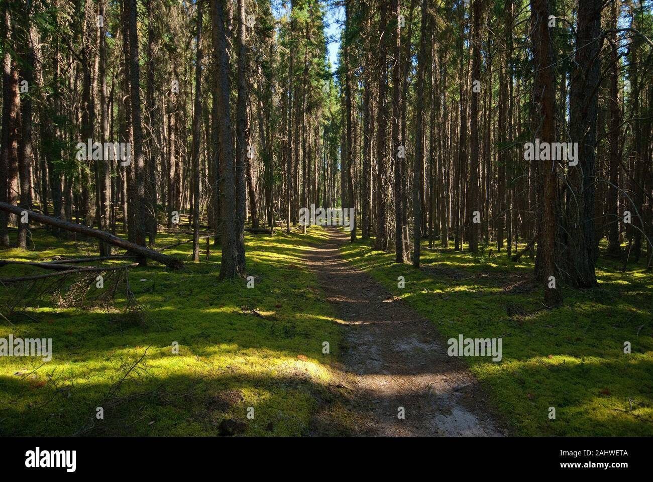 Path through the forest with moss in Prince Albert National Park ...