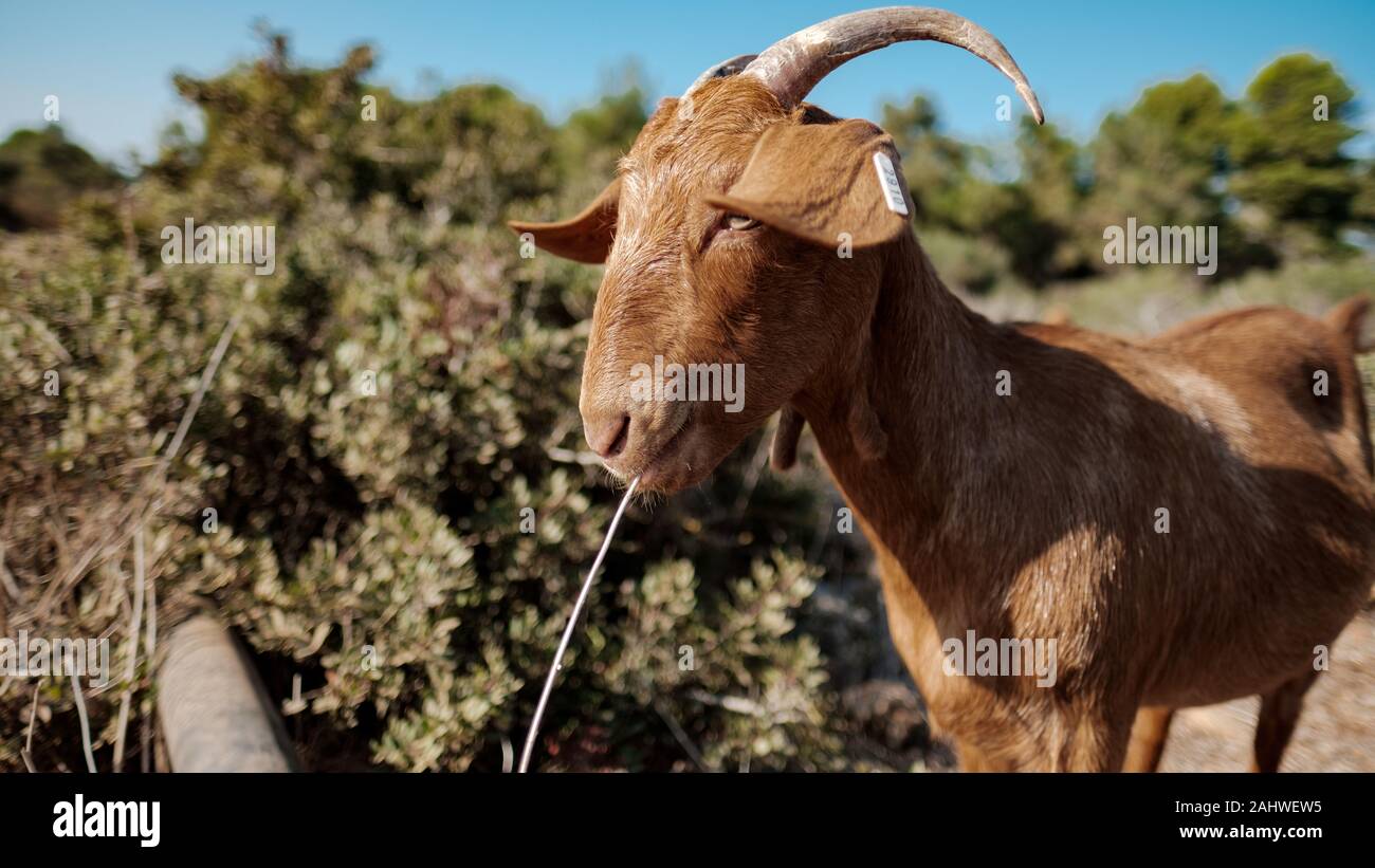 Biblical goat hi-res stock photography and images - Alamy