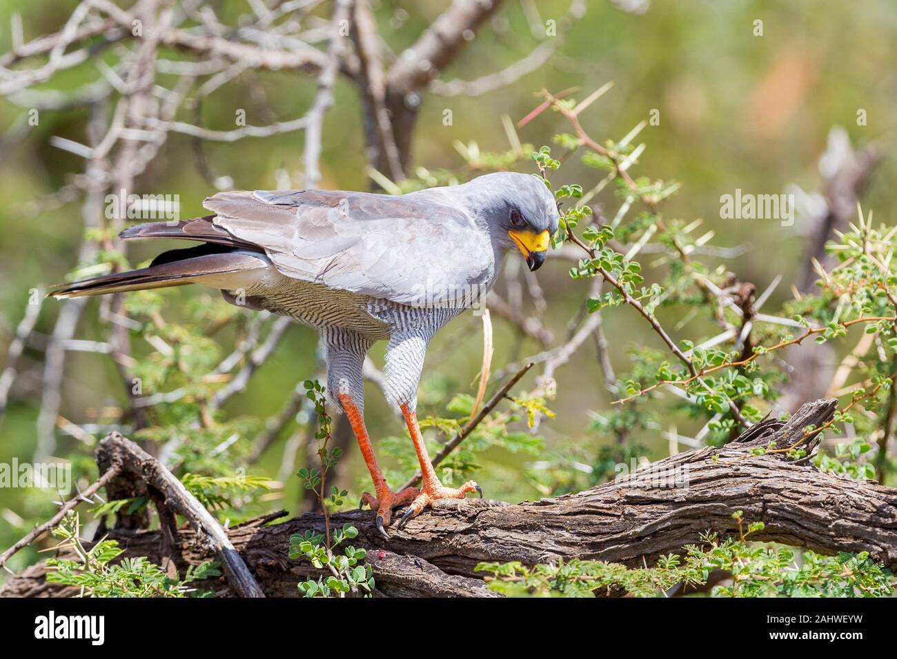 A single Eastern or Pale Chanting Goshawk on a branch with kill, side ...