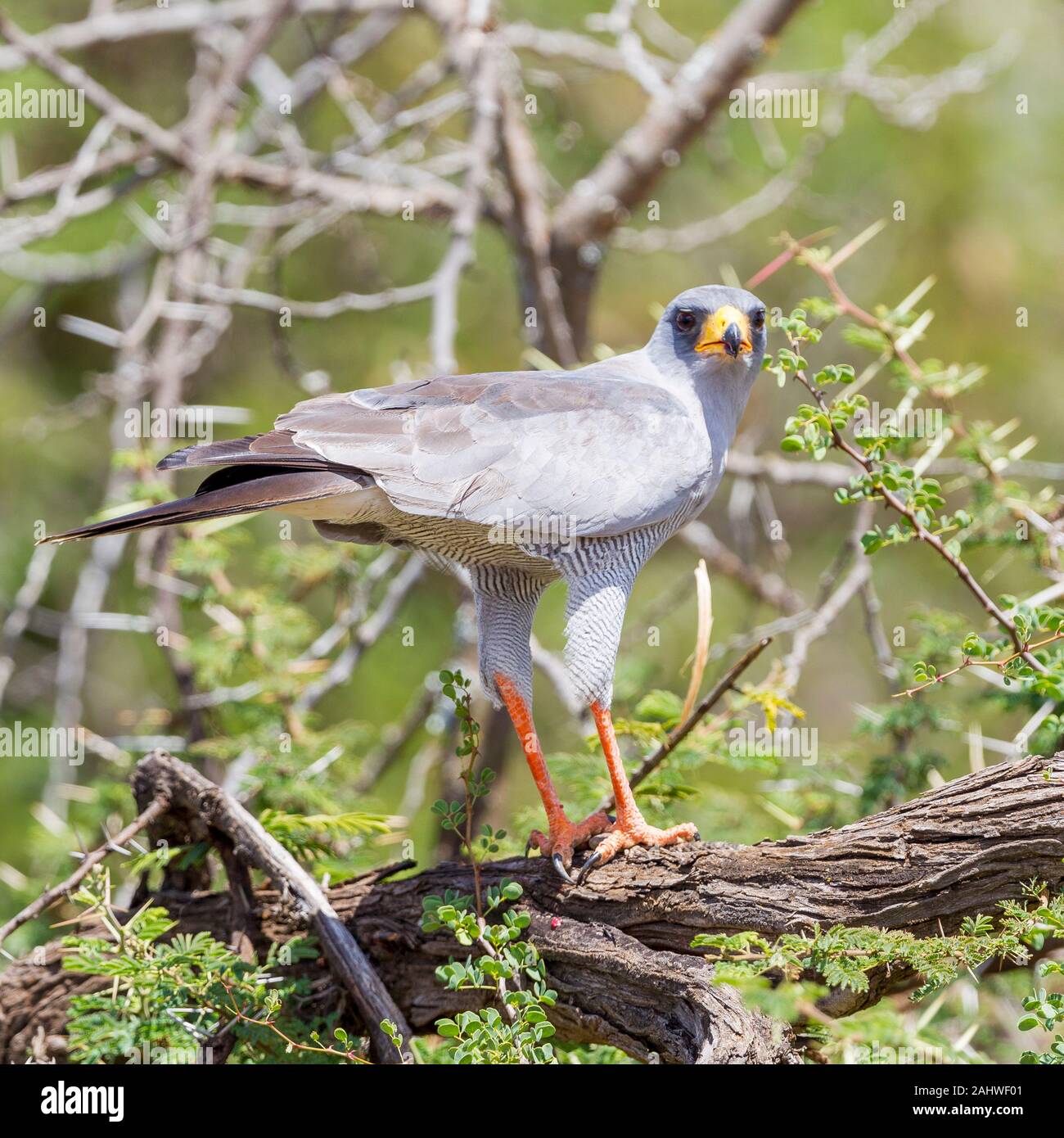 Predatory eastern pale chanting goshawk hi-res stock photography and ...