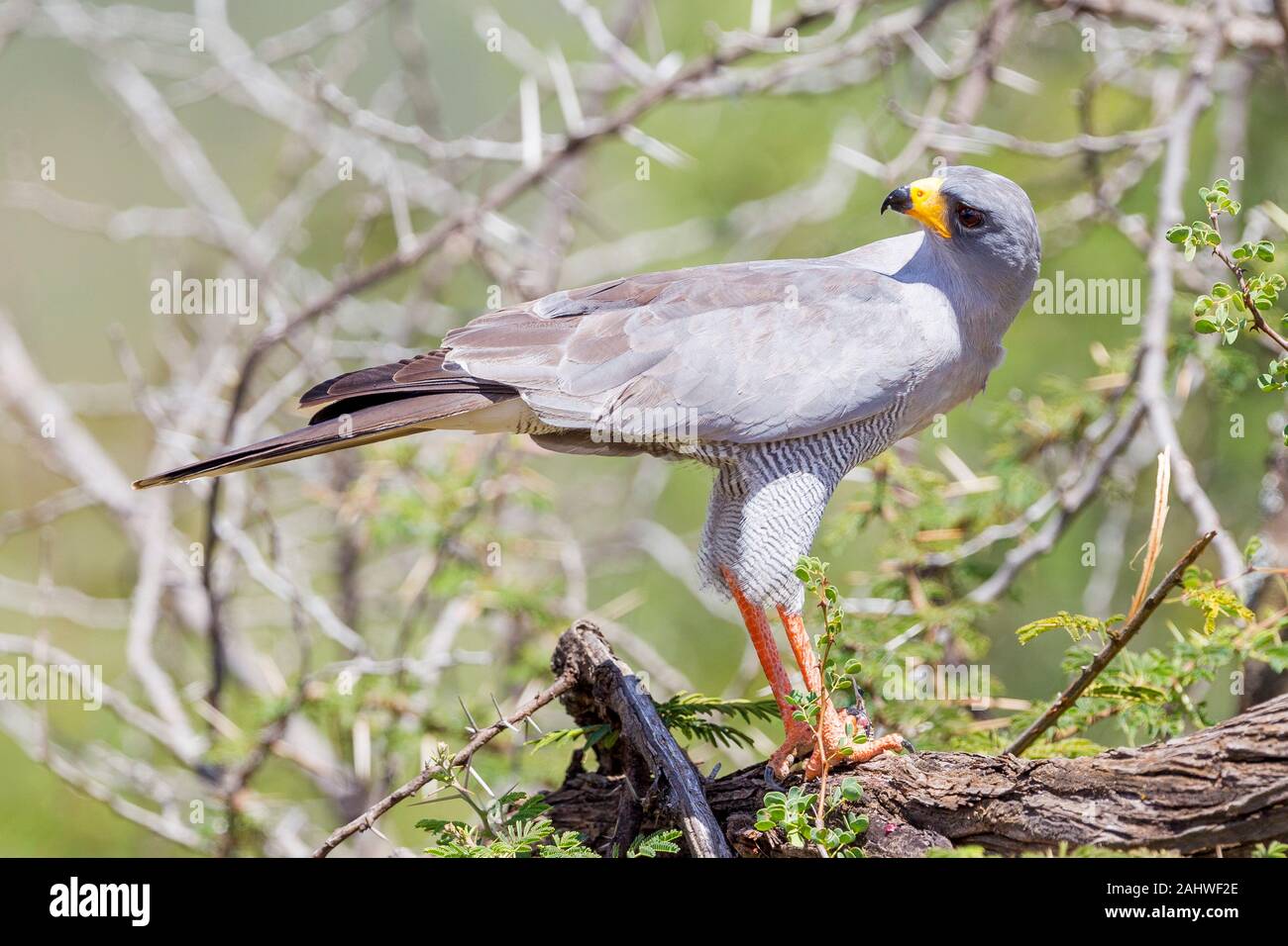 A single Eastern or Pale Chanting Goshawk on a branch with kill ...