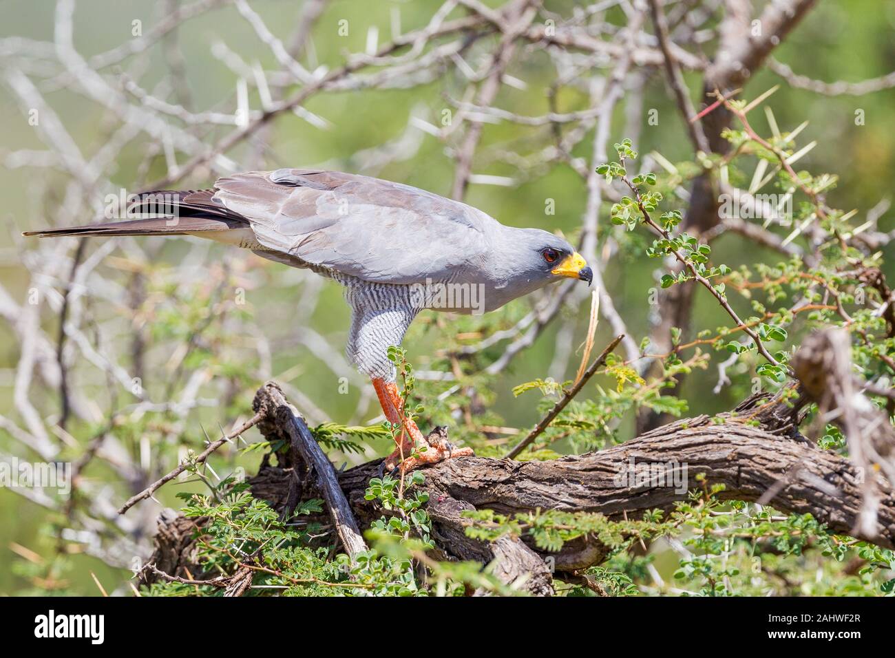 A single Eastern or Pale Chanting Goshawk on a branch with kill, looking right, landscape format ...