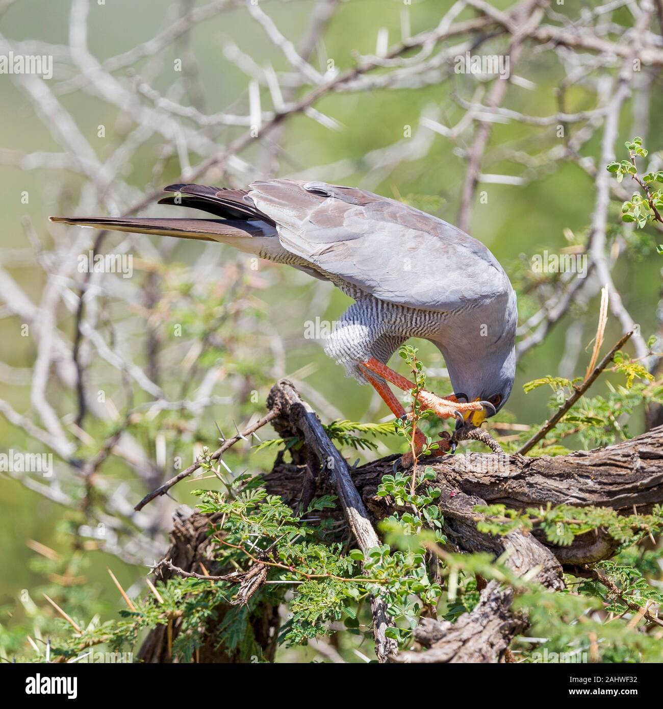 Chanting goshawk feeding hi-res stock photography and images - Alamy