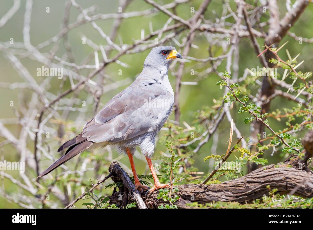 A single Eastern or Pale Chanting Goshawk on a branch with kill, right facing side view ...