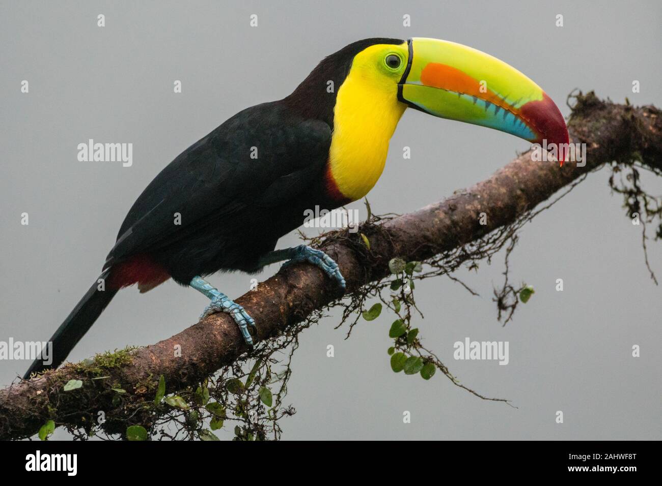 Toucans costa rica hi-res stock photography and images - Alamy
