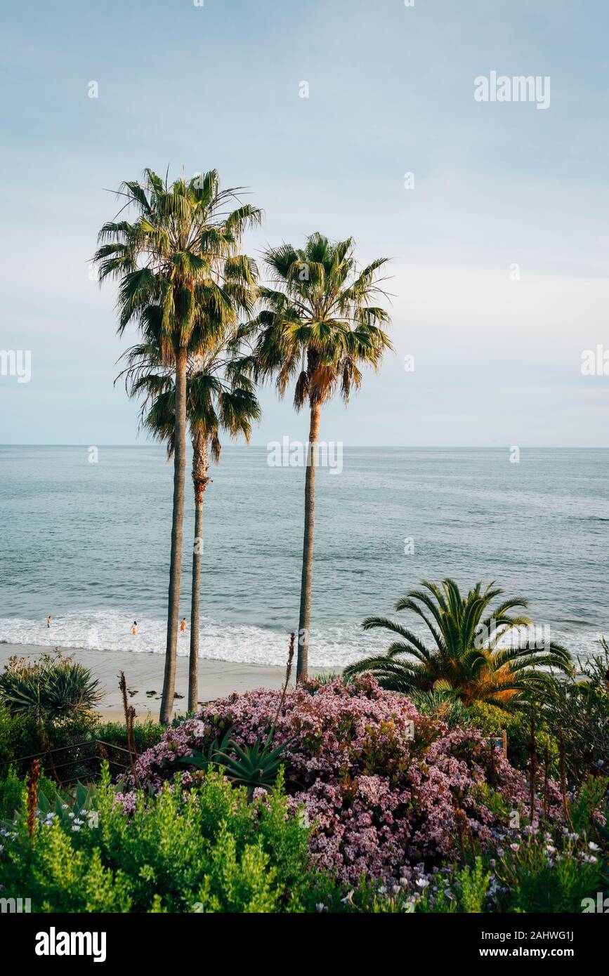 Gardens and palm trees in Laguna Beach, California Stock Photo - Alamy