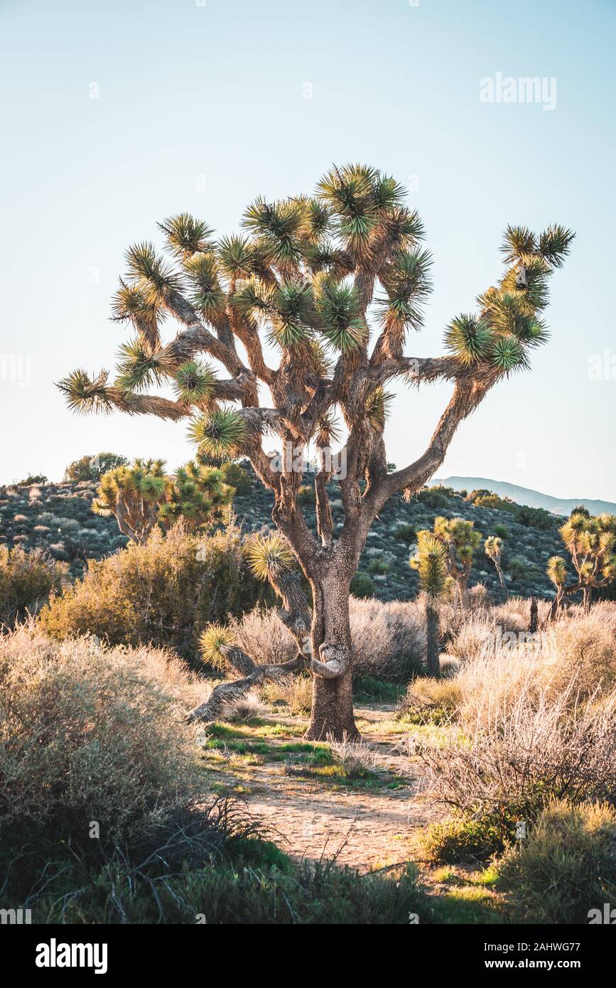 Trees of joshua tree hi-res stock photography and images - Alamy
