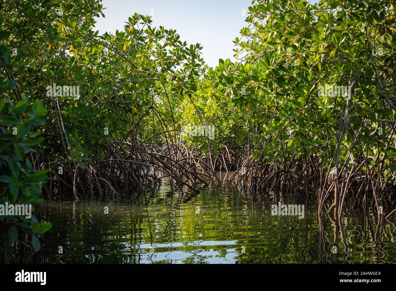 Gambia Mangroves. Green mangrove trees in forest. Gambia Stock Photo ...