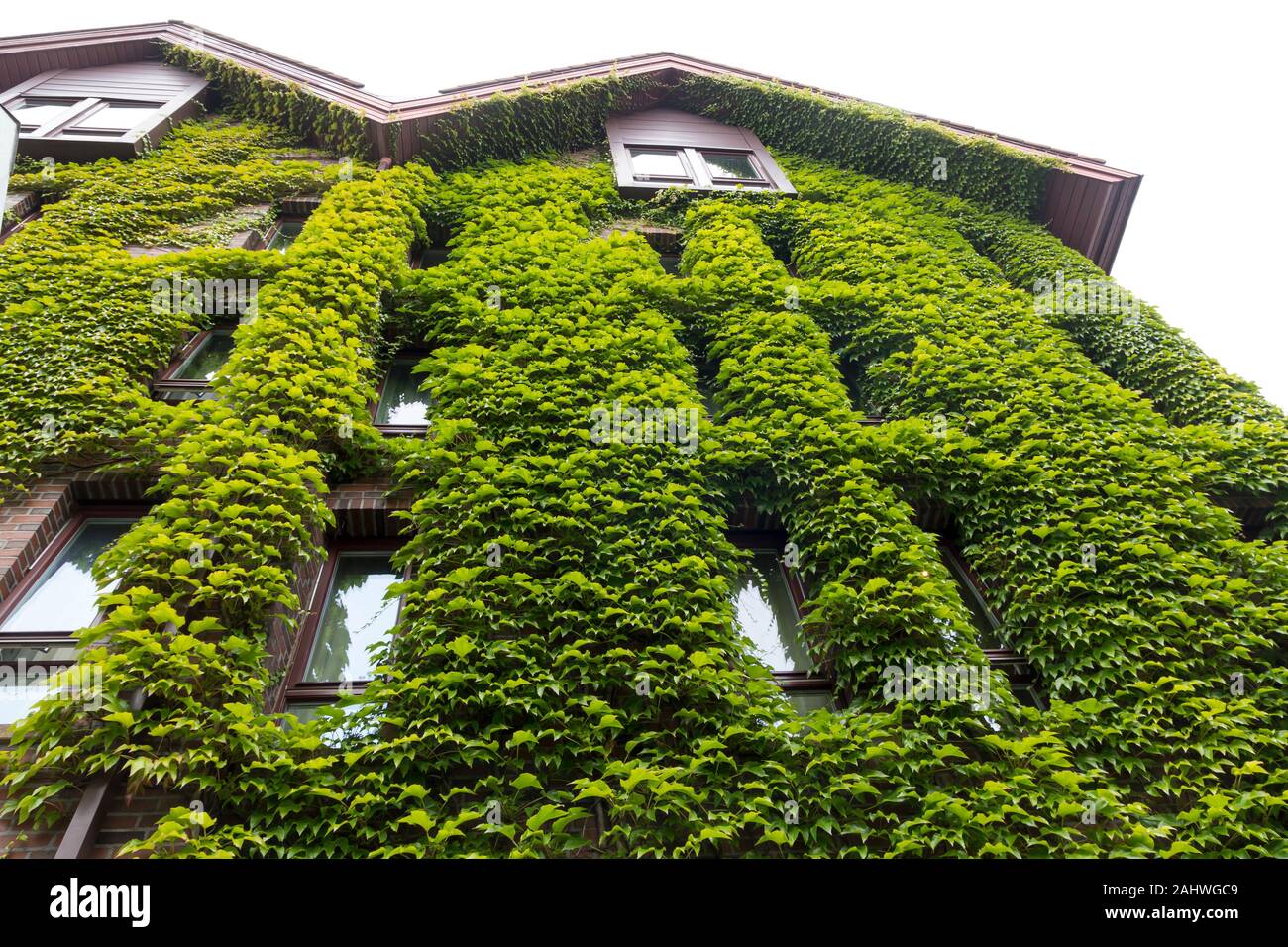 Ivy covered apartment building hi-res stock photography and images - Alamy
