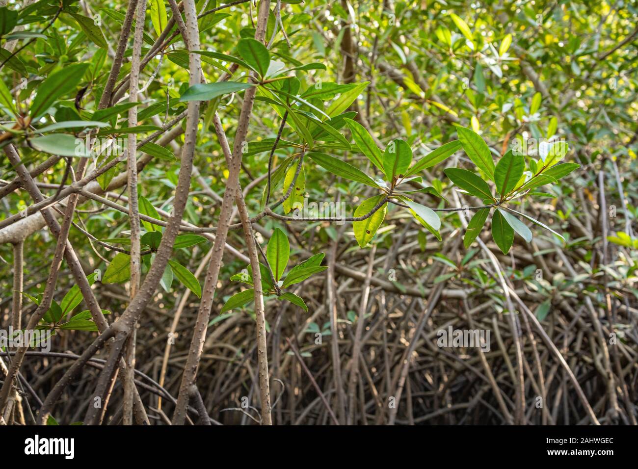 Gambia Mangroves. Green mangrove trees in forest. Gambia Stock Photo ...