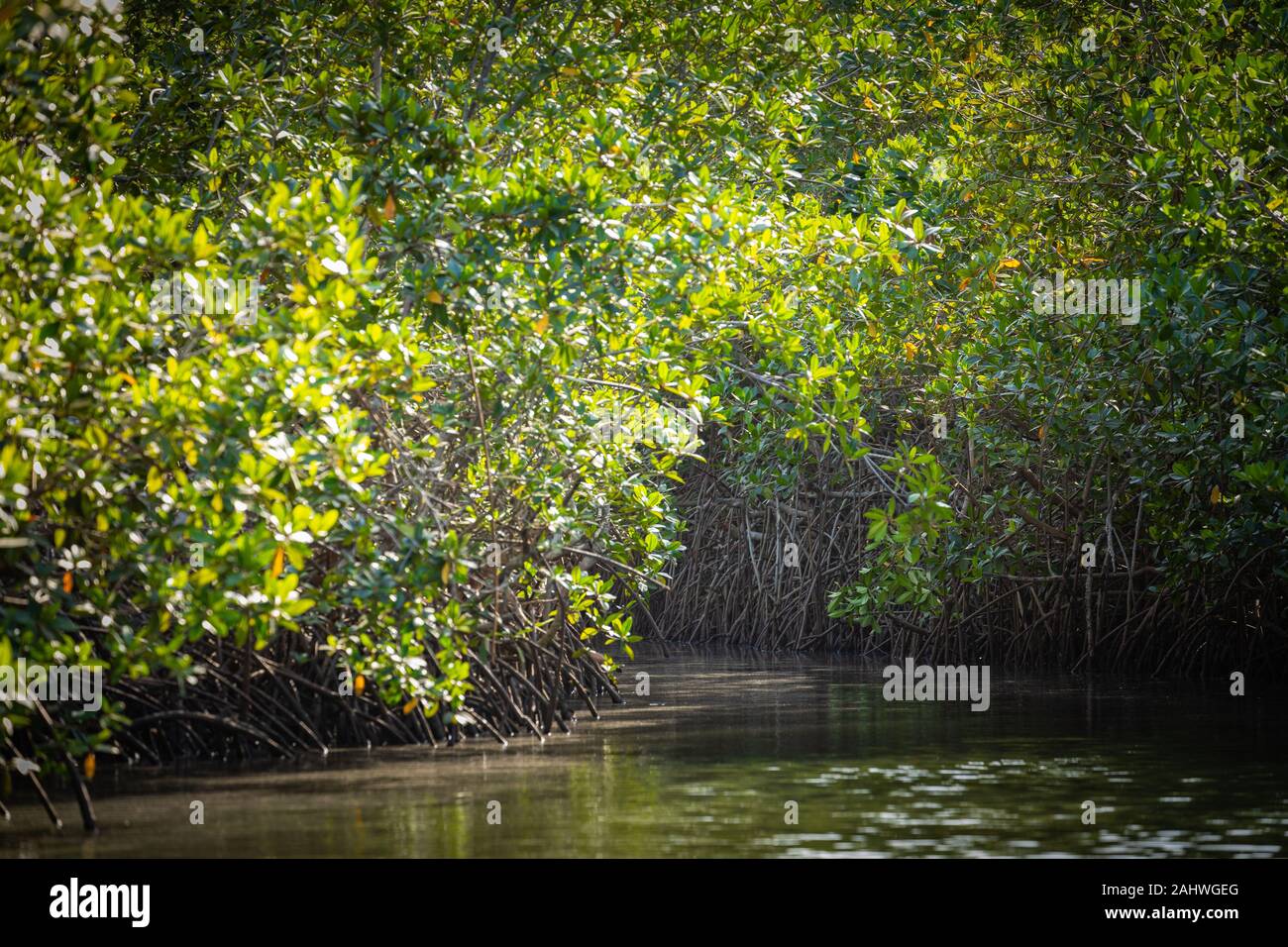 Gambia Mangroves. Green mangrove trees in forest. Gambia Stock Photo ...