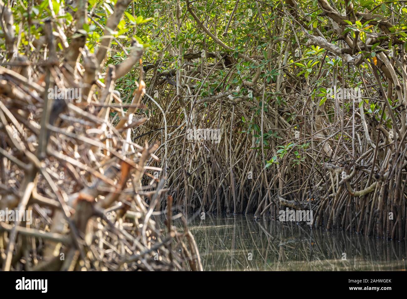 Gambia Mangroves. Green mangrove trees in forest. Gambia Stock Photo ...