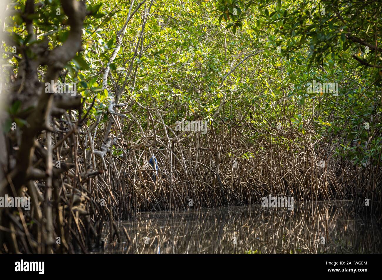 Gambia Mangroves. Green mangrove trees in forest. Gambia Stock Photo ...