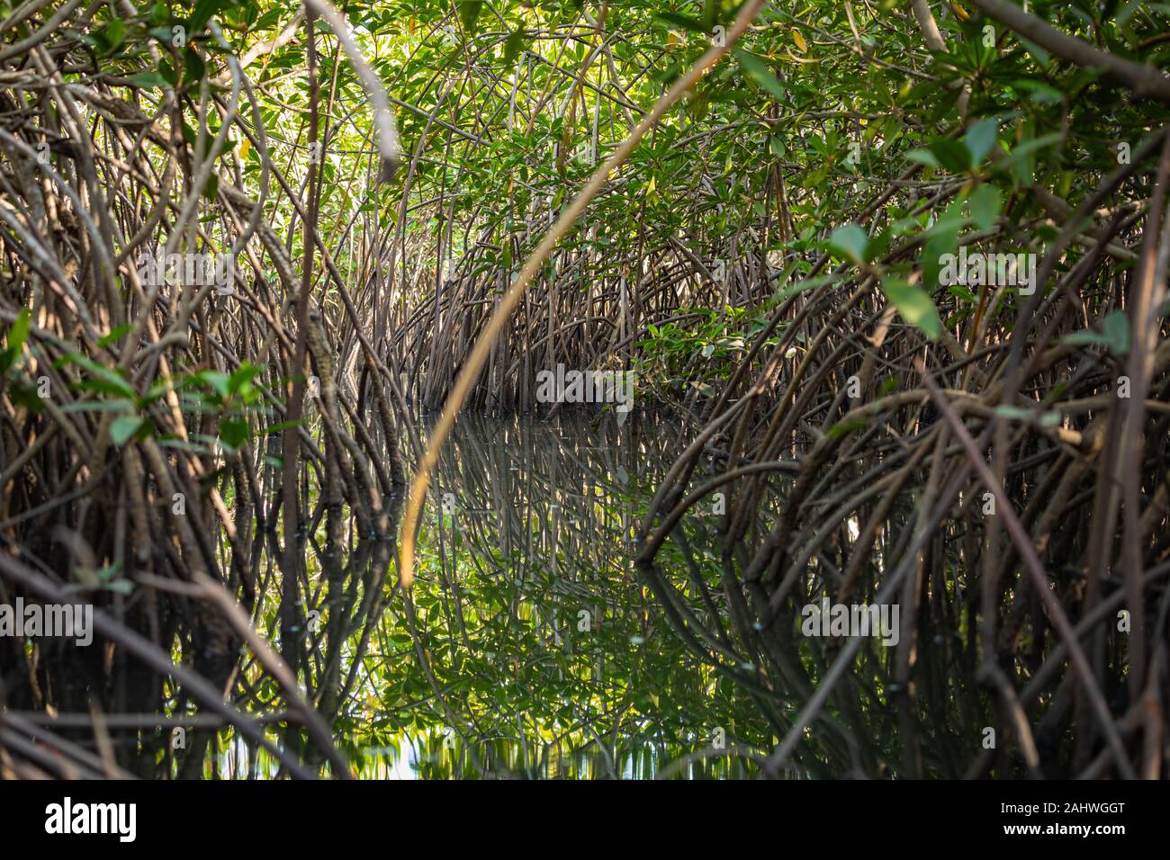 Gambia river delta hi-res stock photography and images - Alamy