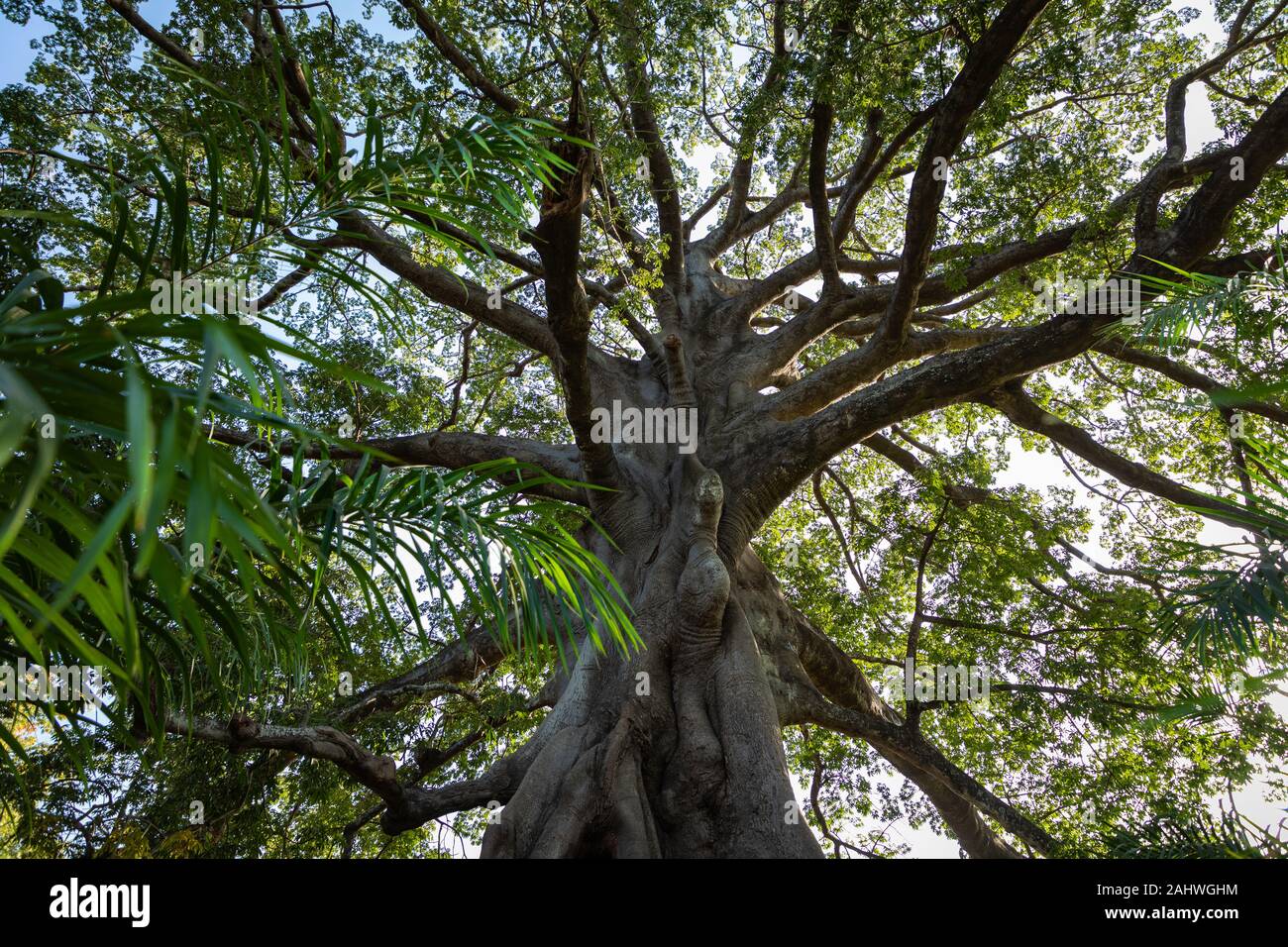 Big Tree in jungle in Gambia Stock Photo - Alamy