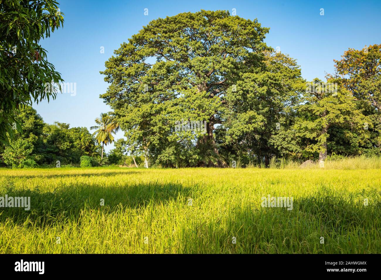 Gambia Mangroves. Green mangrove trees in forest. Gambia Stock Photo ...
