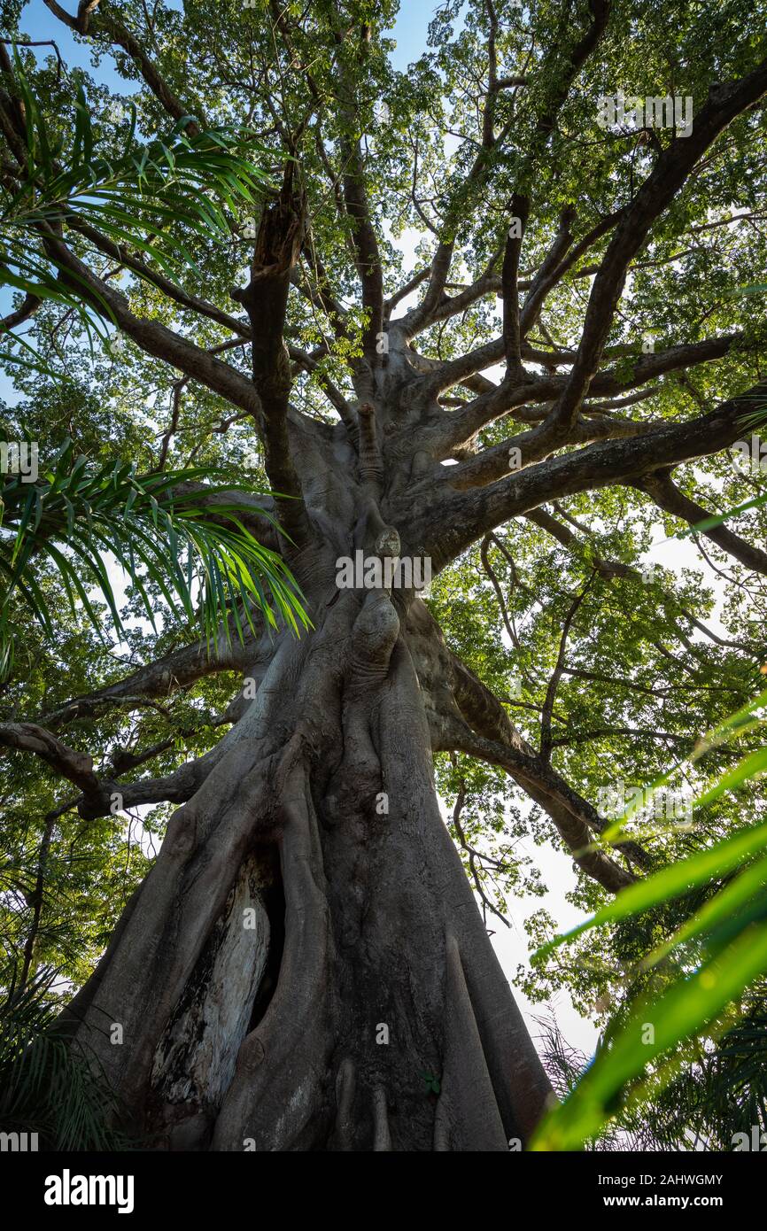 Big Tree in jungle in Gambia Stock Photo - Alamy
