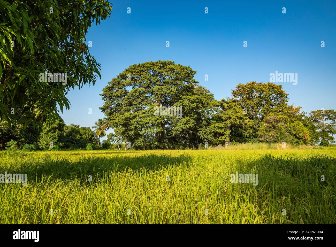 Gambia Mangroves. Green mangrove trees in forest. Gambia Stock Photo ...
