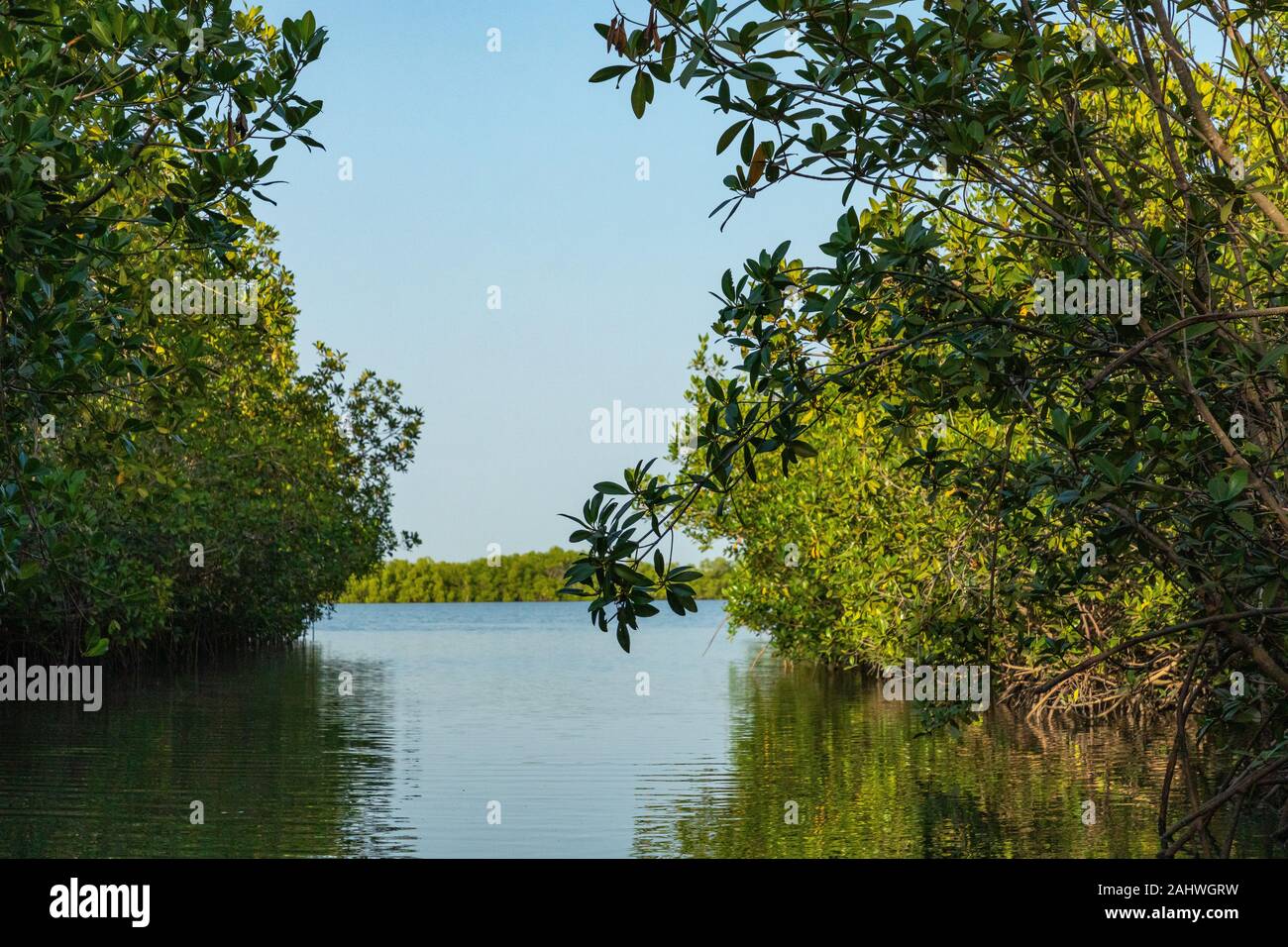 Gambia Mangroves. Green mangrove trees in forest. Gambia Stock Photo ...