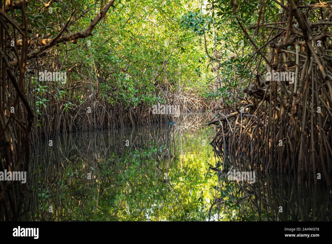 Gambia Mangroves. Green mangrove trees in forest. Gambia Stock Photo ...