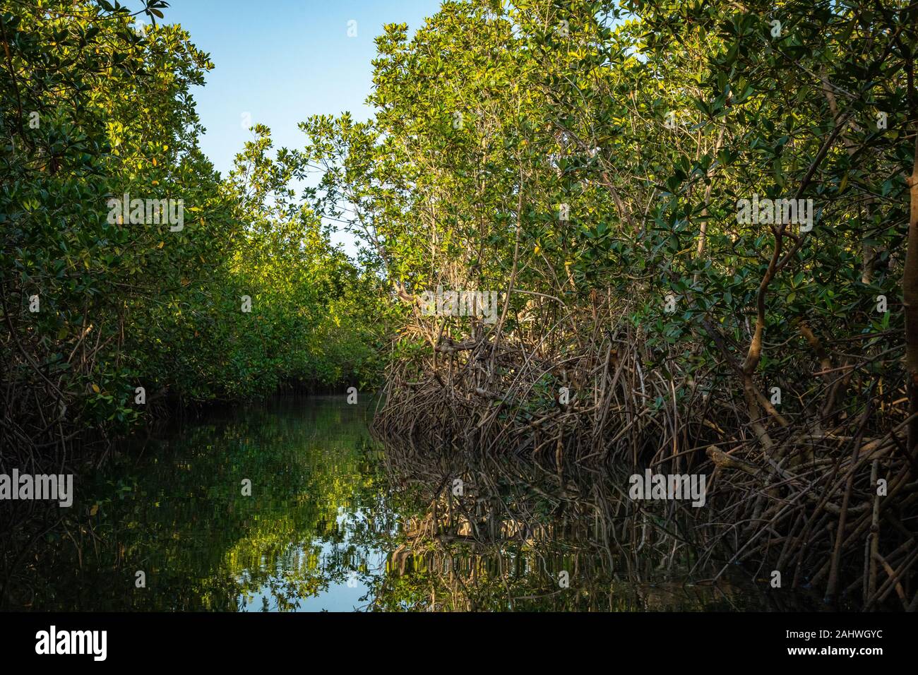 Gambia Mangroves. Green mangrove trees in forest. Gambia Stock Photo ...