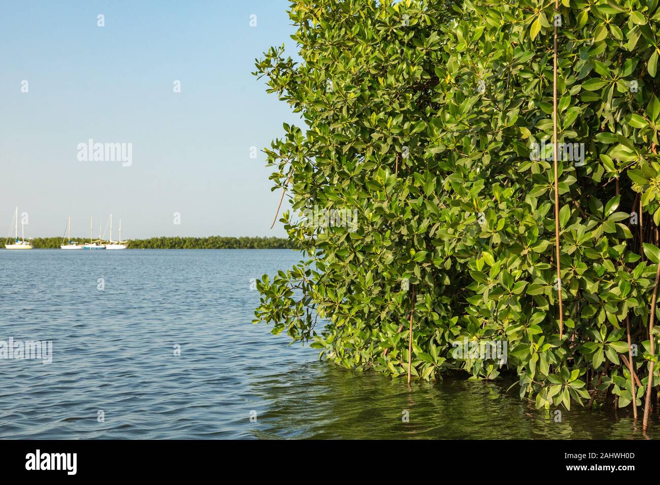 Gambia Mangroves. Green mangrove trees in forest. Gambia Stock Photo ...