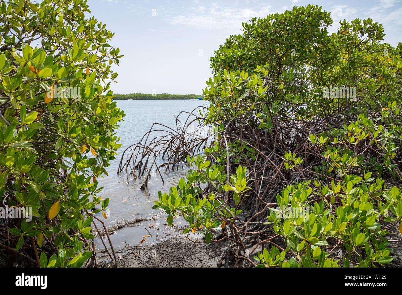 Gambia river delta hi-res stock photography and images - Alamy