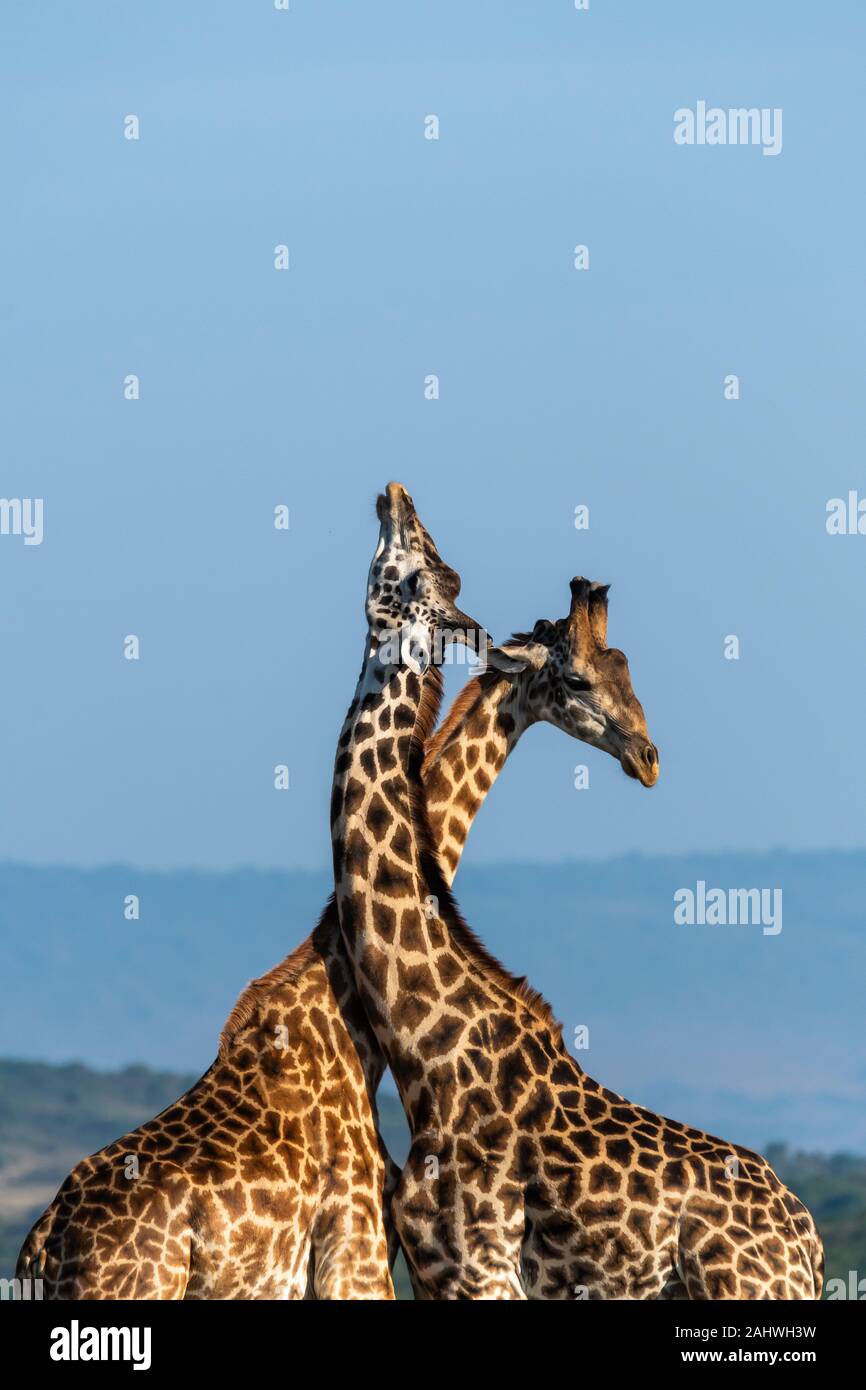 Male giraffes necking hi-res stock photography and images - Alamy