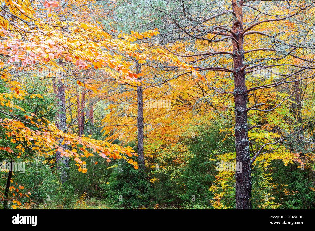 Valley de roncal hi-res stock photography and images - Alamy