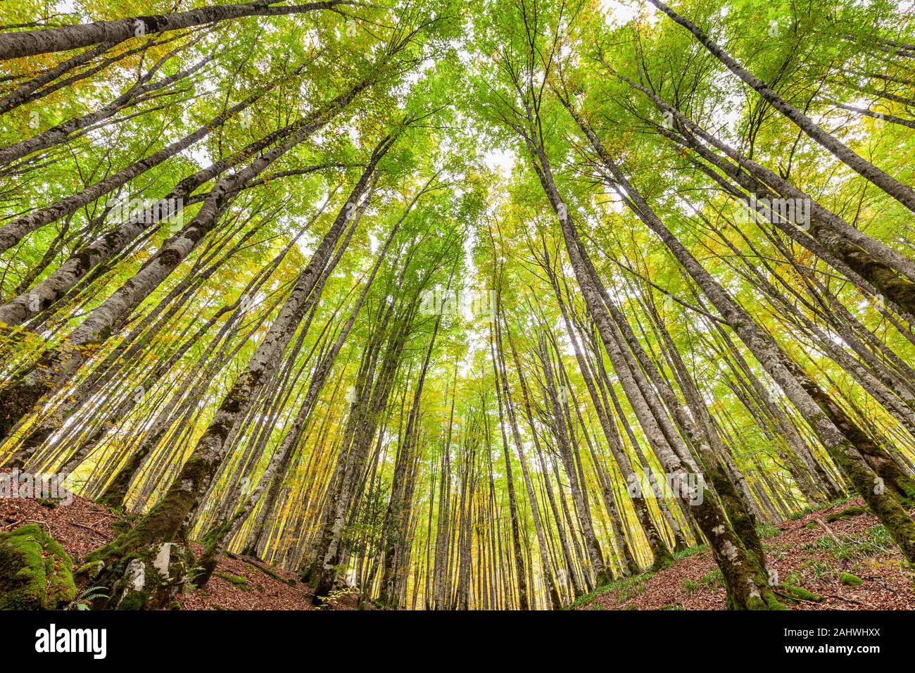 Selva de irati hi-res stock photography and images - Alamy