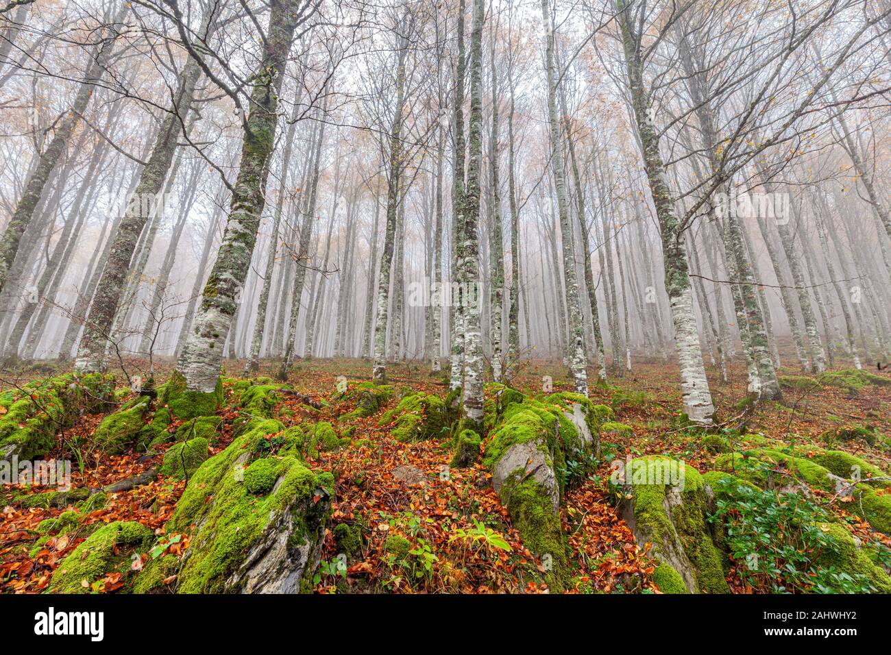 Selva de irati people hi-res stock photography and images - Alamy