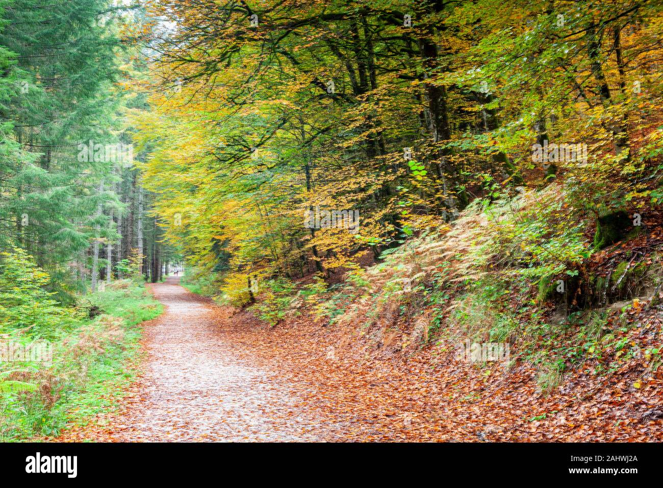 Selva de Irati forest near Lodosa, Navarra, Spain Stock Photo - Alamy