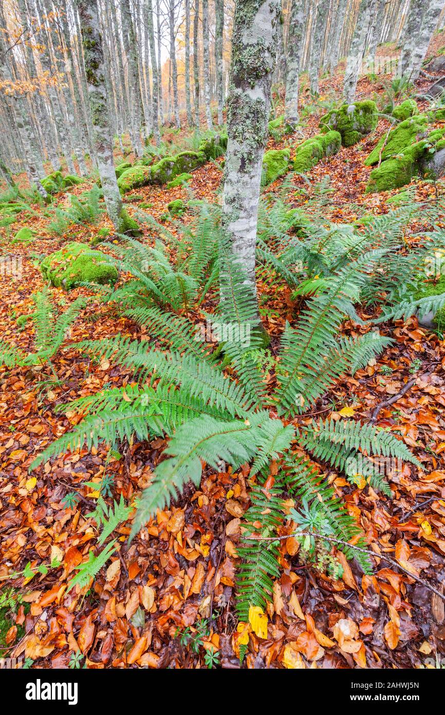 Selva de irati people hi-res stock photography and images - Alamy
