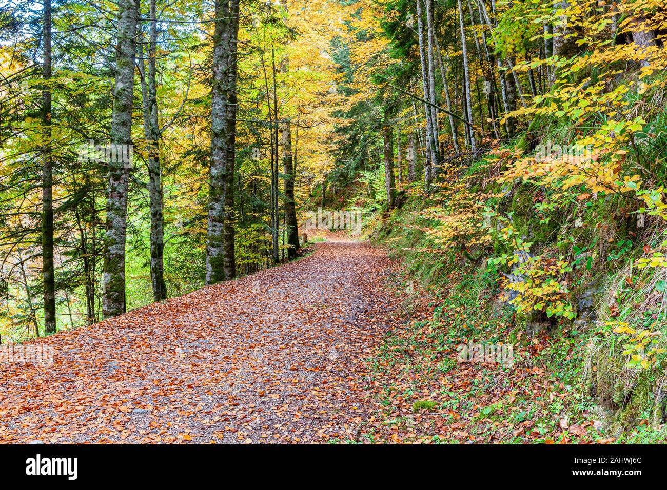 Selva de Irati forest near Lodosa, Navarra, Spain Stock Photo - Alamy