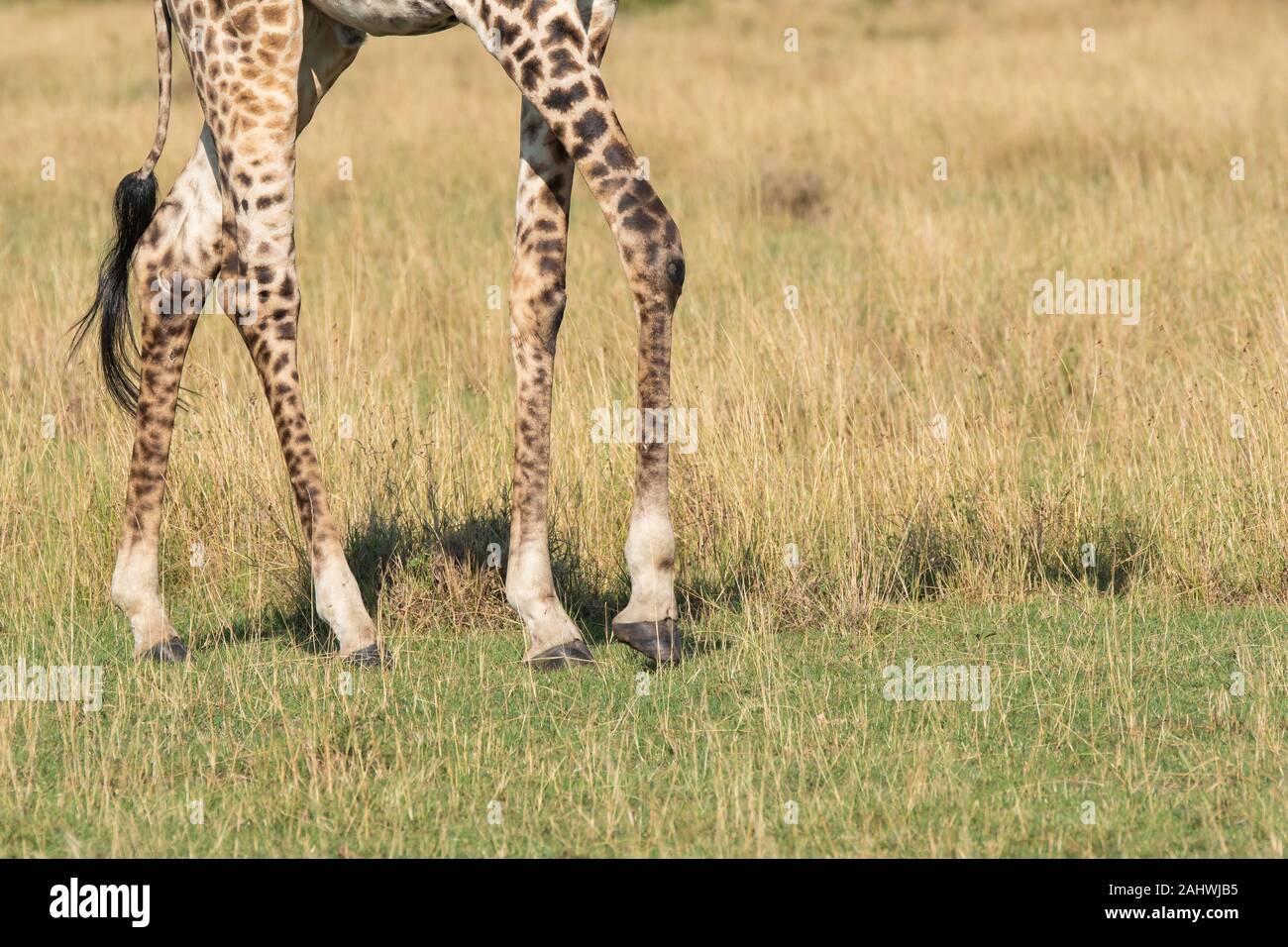 Animal Belly Pattern High Resolution Stock Photography and Images - Alamy