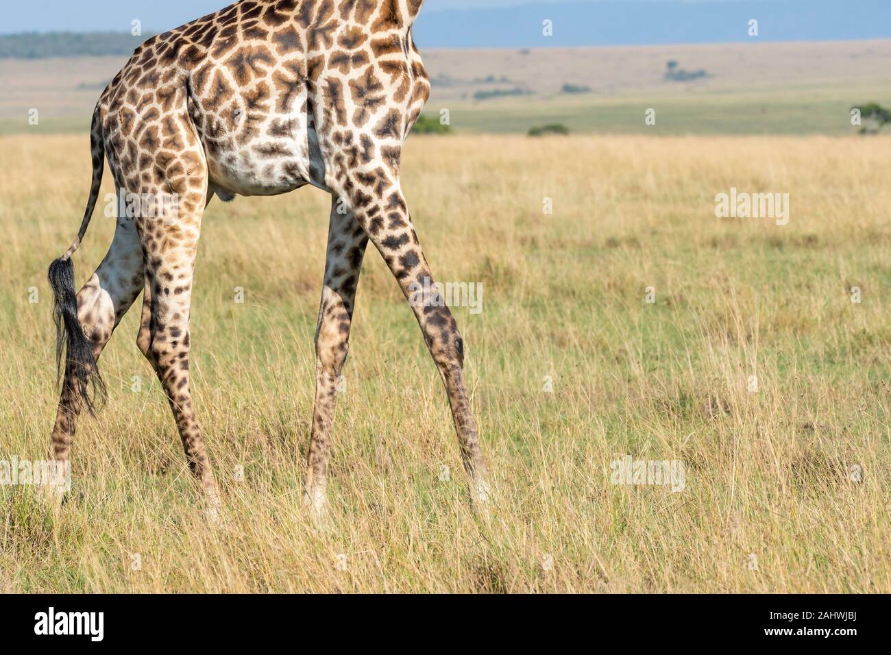 Animal Belly Pattern High Resolution Stock Photography and Images - Alamy