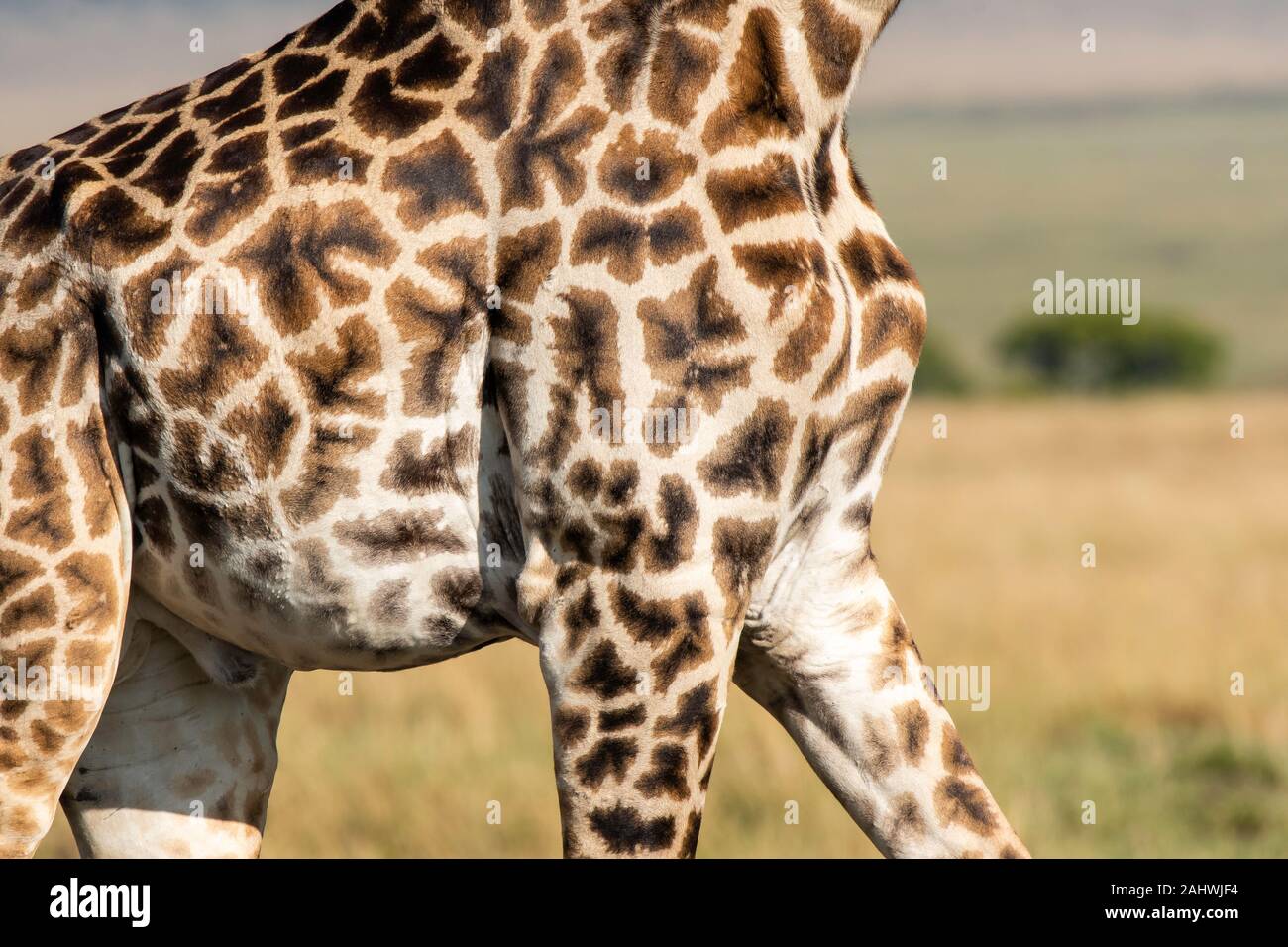 Giraffe Neck Mane High Resolution Stock Photography and Images - Alamy