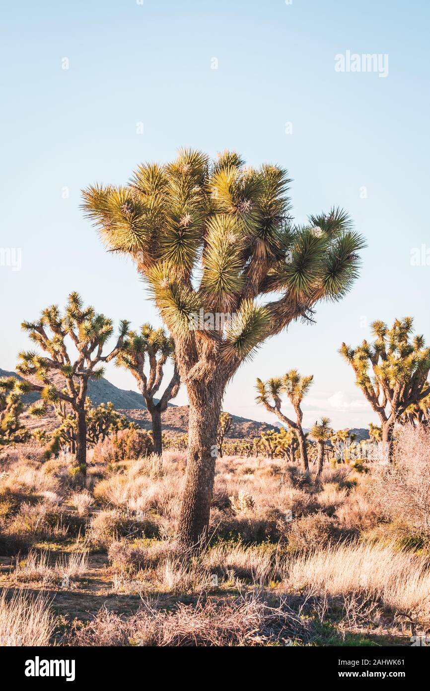 Trees of joshua tree hi-res stock photography and images - Alamy